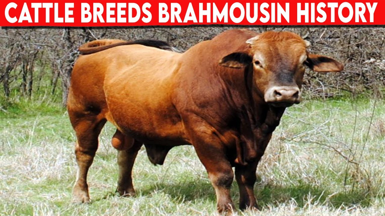 ⭕ Cattle Breeds Brahmousin History Brahmousin Cattle // Bulls - YouTube