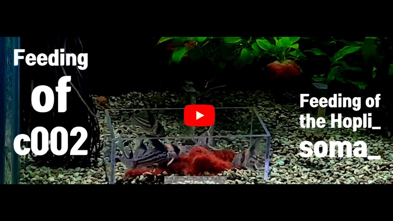 Feeding of the Hoplisoma parallelum - YouTube