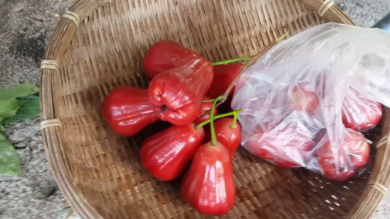 Jambu Cincalo Merah - YouTube