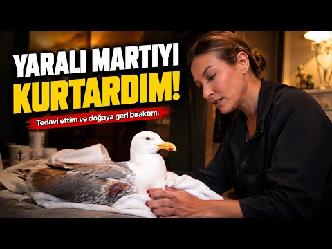 Yaralı Martı yakalayıp tedavi ettik.