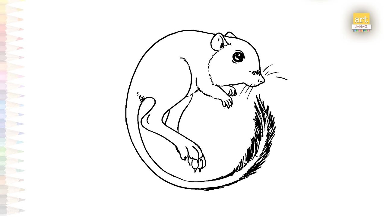 Kangaroo rat realistic drawing | Outline drawings | How to draw ...
