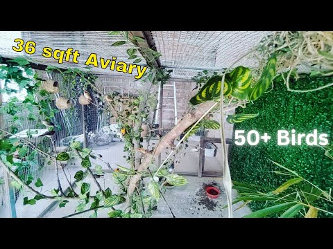 How to make a small Aviary in Room Indoor Finch Aviary | 50+ Aviary ...