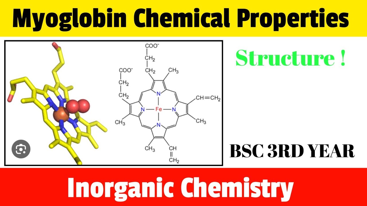 myoglobin chemical properties, structure, and difference heamoglobin ...