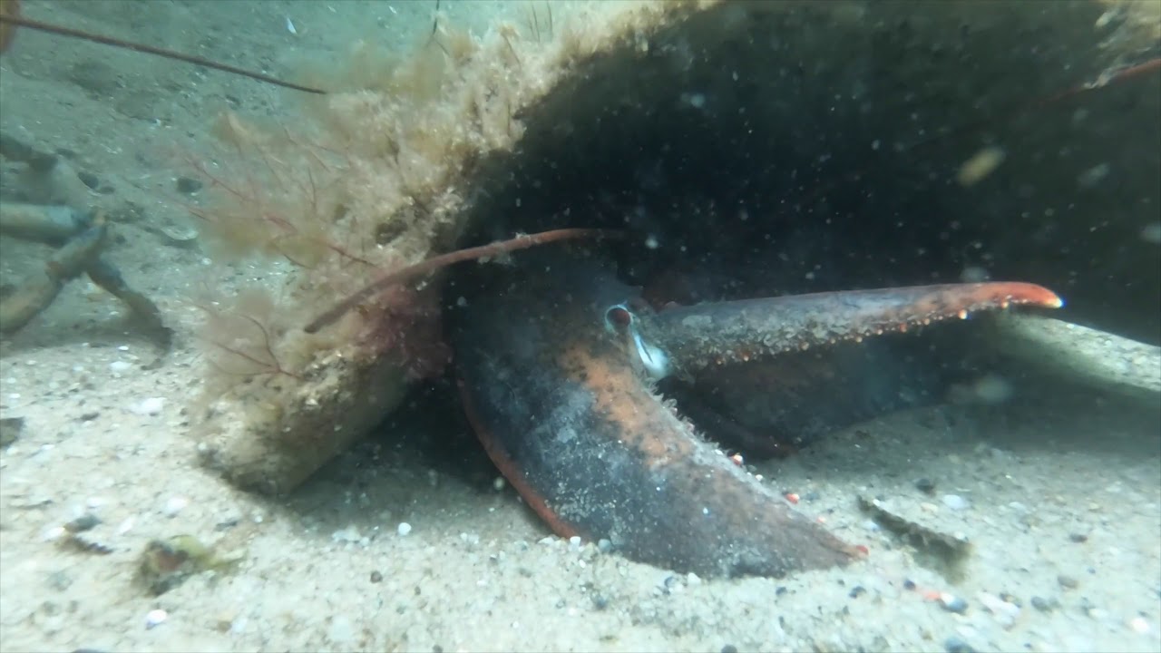 Lobster Diving - YouTube