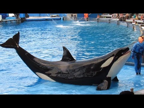 One Ocean - Full Shamu Show (7/15/18) - YouTube