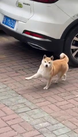 have you ever seen a dog doing moonwalk? 狗在月球漫步. douyin#douyinchina#dog ...