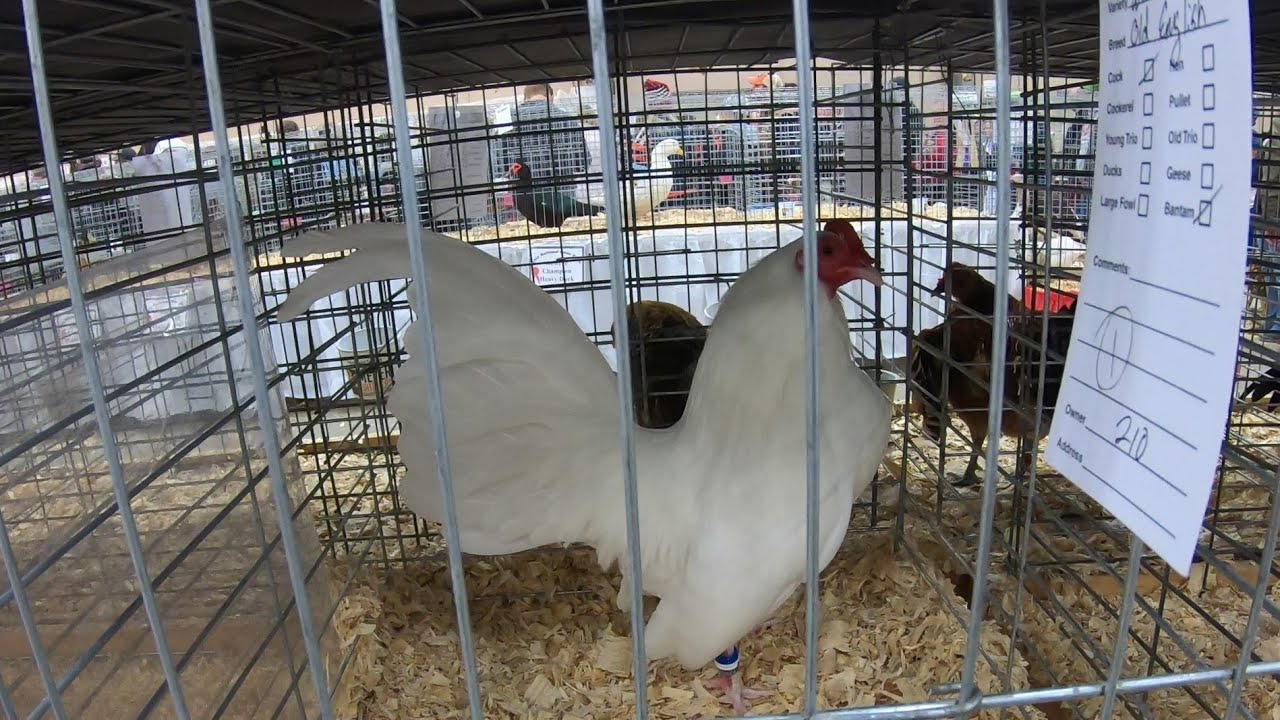 OLD ENGLISH Game Bantams at the 2021 Ohio National Poultry Show - YouTube