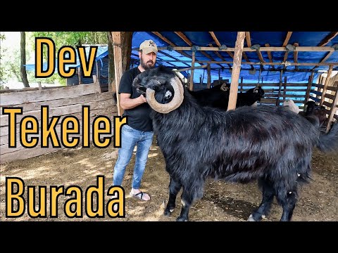 2024 Kurbanlık Fiyatları / 150 KİLOLUK DEV TEKELER ALICILARINI BEKLİYOR !!!