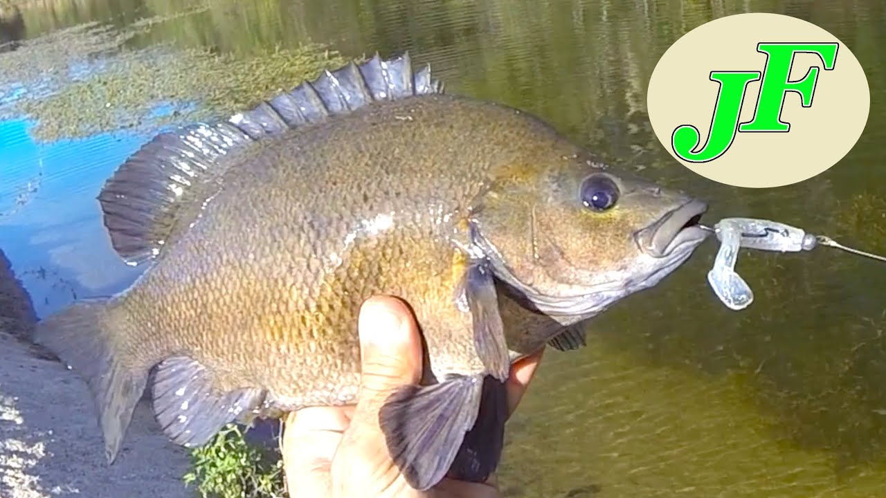Townsville Sooty Grunter Fishing Just the Fish Videos EP.263b - YouTube