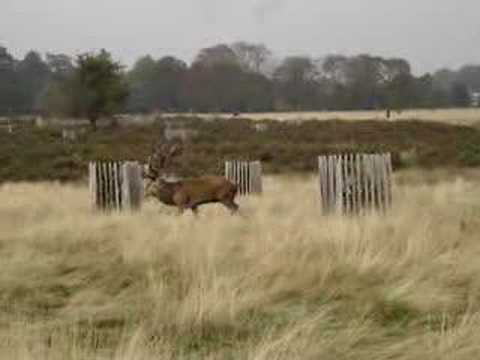 Red Stag Roaring - YouTube