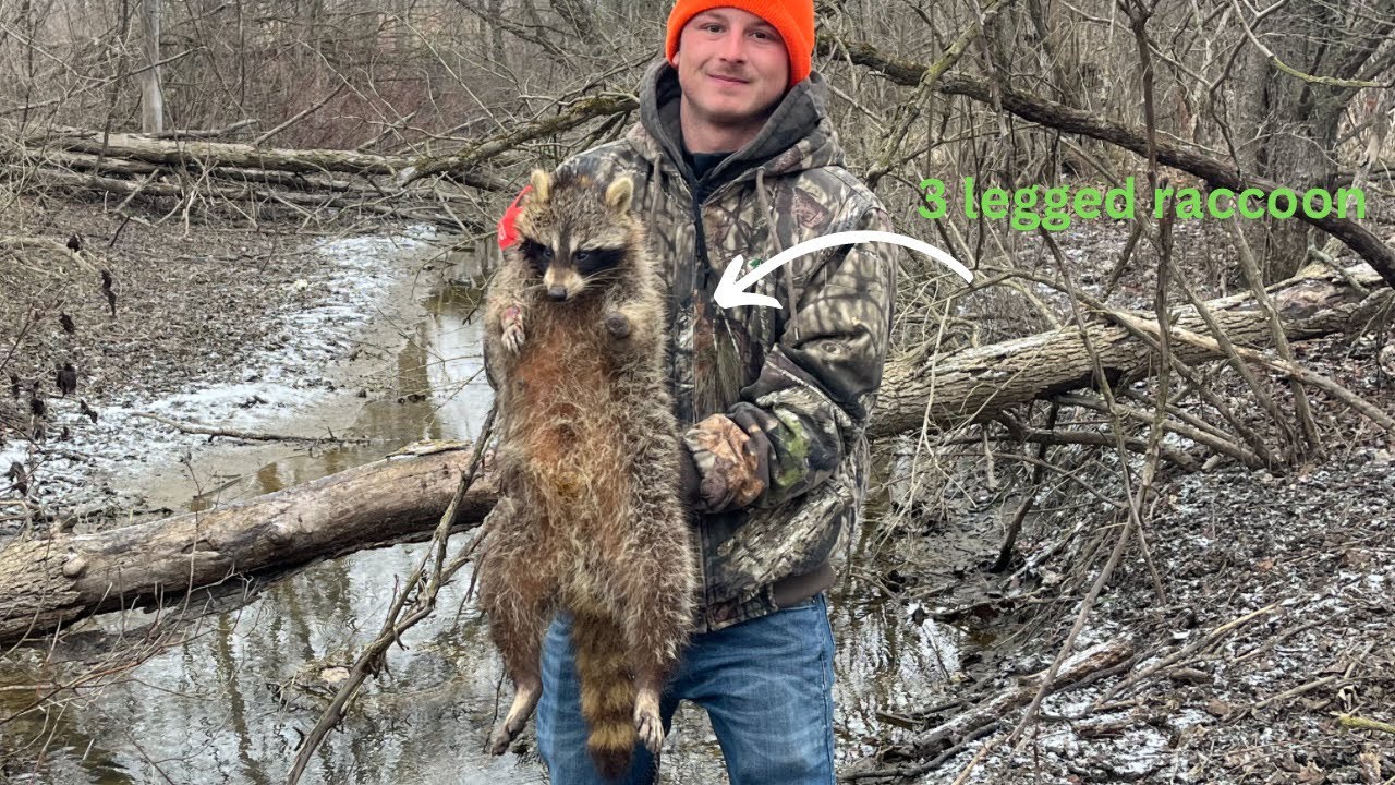 Trapping my first raccoon on the trap line - YouTube