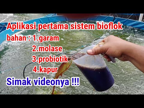 Aplikasi pertama pada kolam bioflok || bahan yang di gunakan agar bisa ...