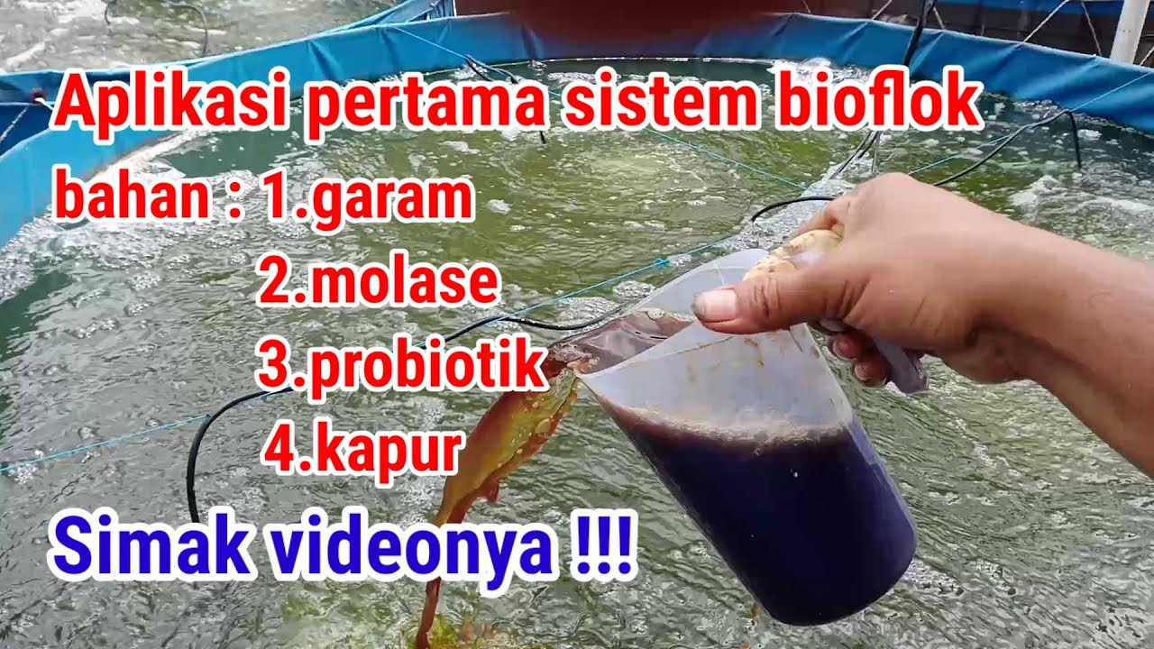 Aplikasi pertama pada kolam bioflok || bahan yang di gunakan agar bisa ...