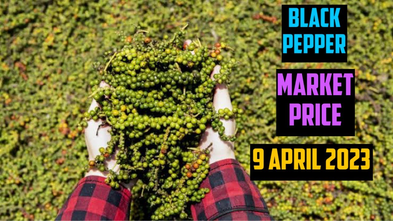 BLACK PEPPER INDIAN SPOT MARKET RATE TODAY 09 April 2023 - YouTube