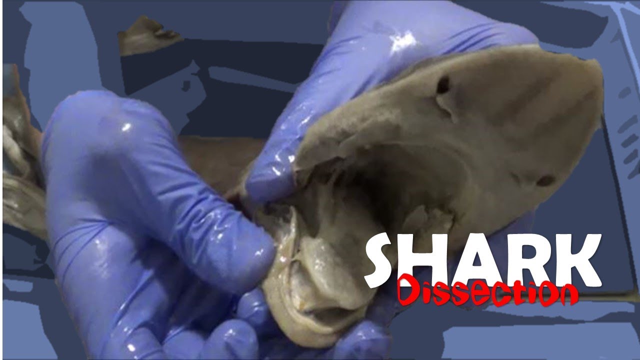 Fish Part 3: Dogfish Shark Dissection - YouTube