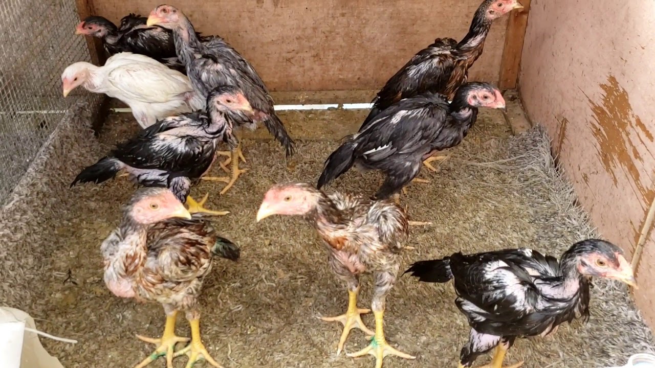 Qaib bb/LA chicks 2020 - YouTube