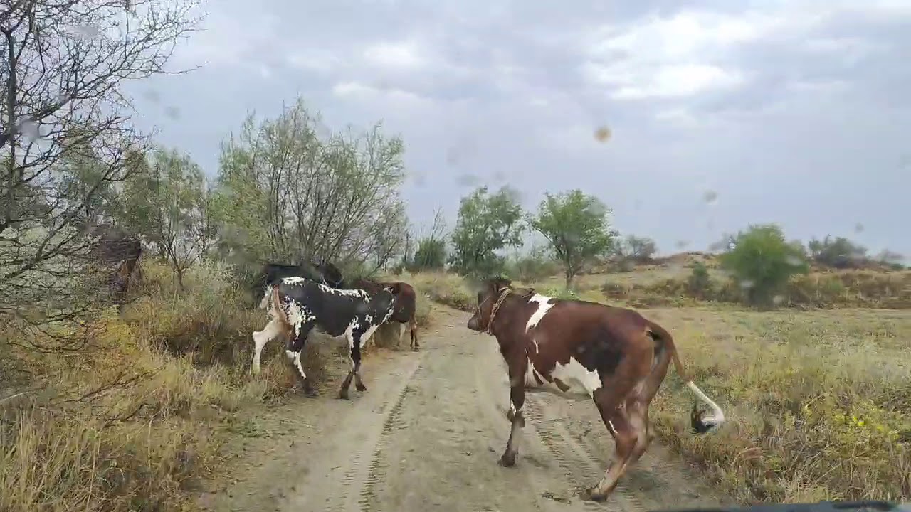 Mankera Thal Bhakkar تحصِيل منكيره‎ - YouTube