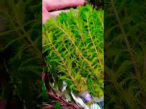 Rengarenk Bakımı Kolay Bitkiler....