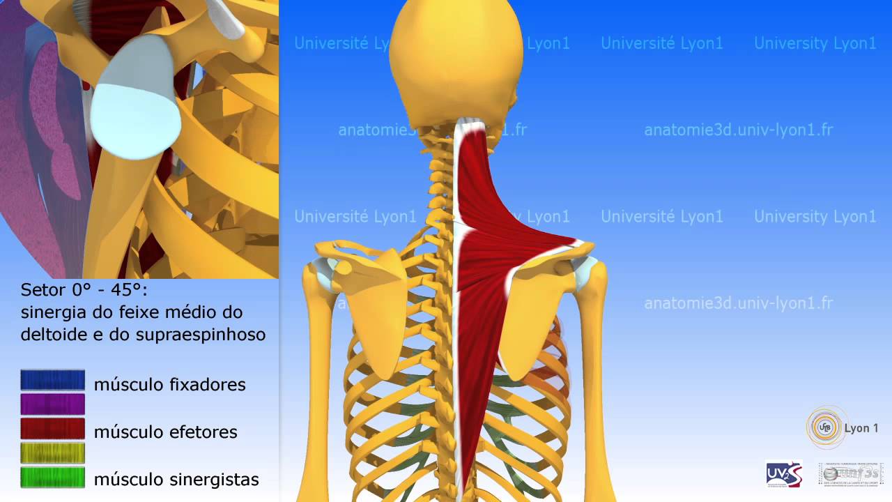 Levantamento lateral do braço no plano da escápula - YouTube