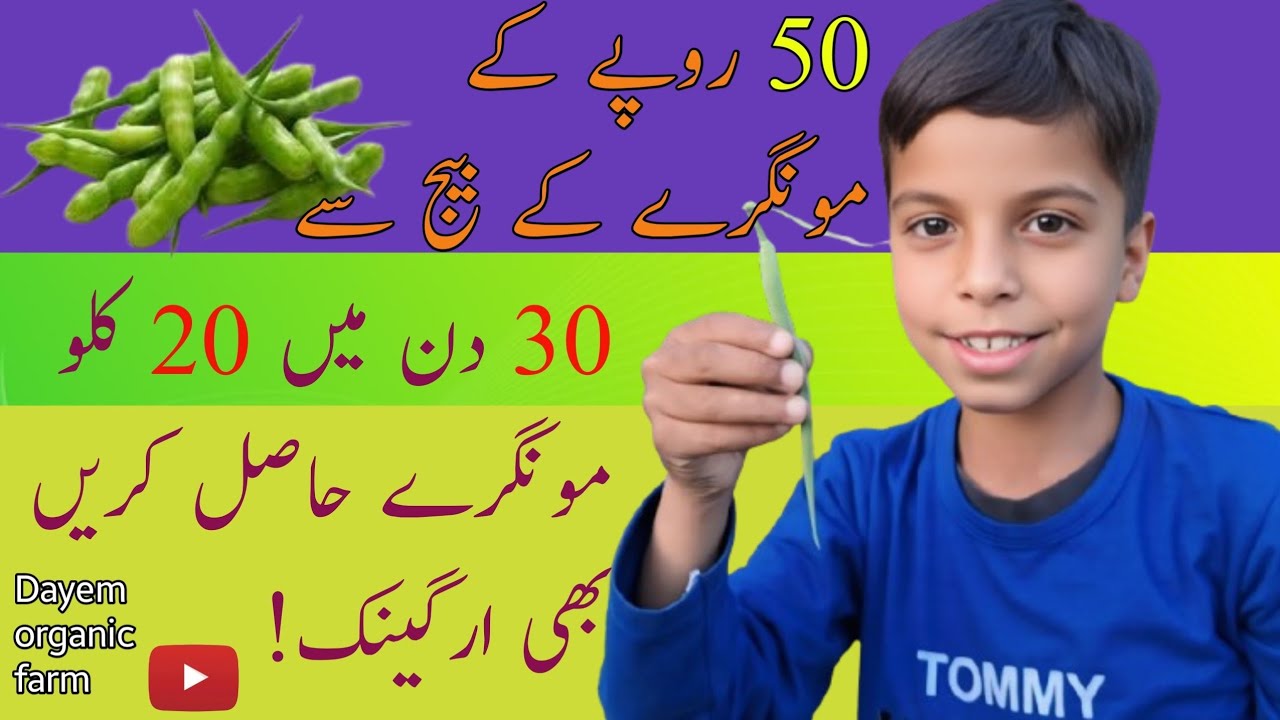 Growing and harvesting radish pods(singra) first time harvesting Dayem ...