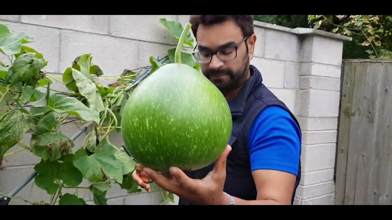 some vegetables harvest, shoker bagan 2022 UK, 25/9 - YouTube