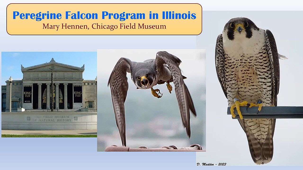Peregrine Falcon Program in Illinois - Mary Hennen - YouTube