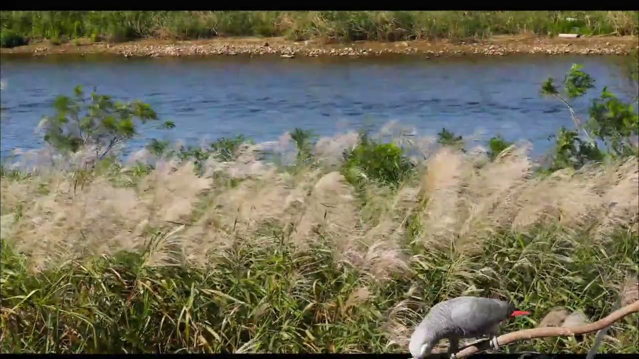 african grey noises in the wild - african grey parrot sounds in the ...