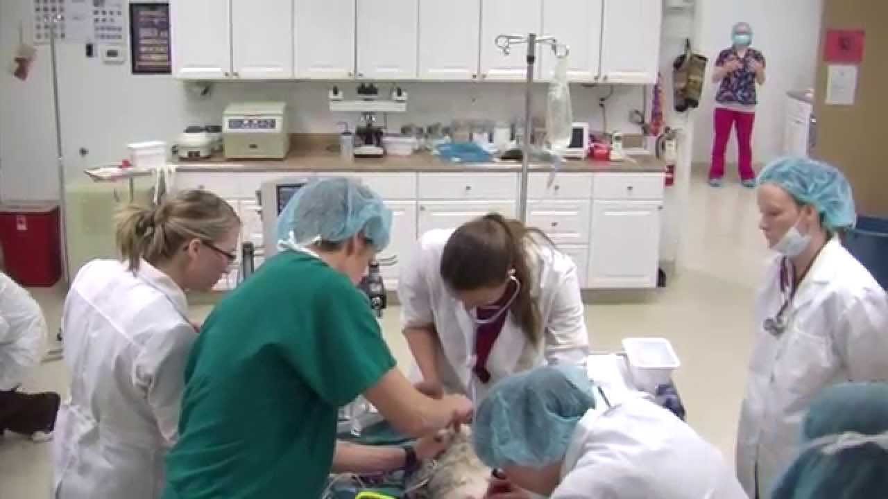 CAVT Welcome Video - YouTube