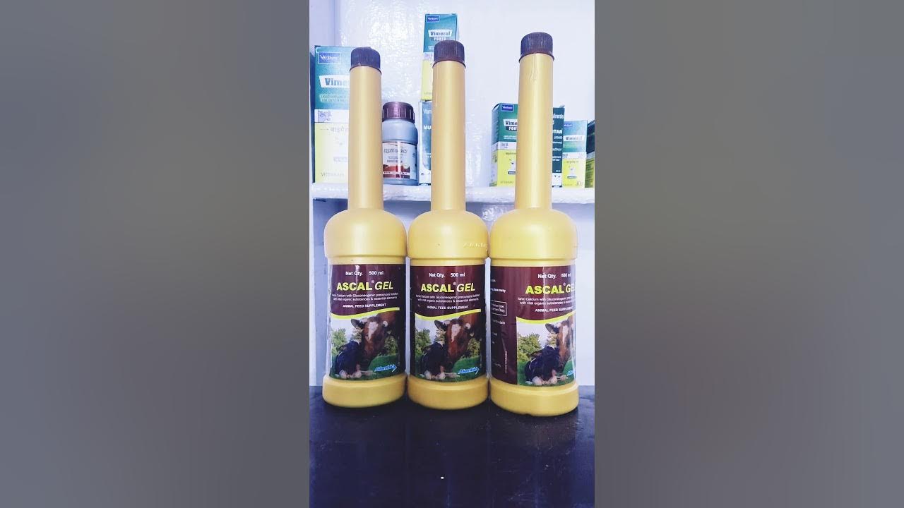 ASCAlL gel#calcium #chillated#cattle feed supplement gel#kettismukt#milk fever#veterinary - YouTube