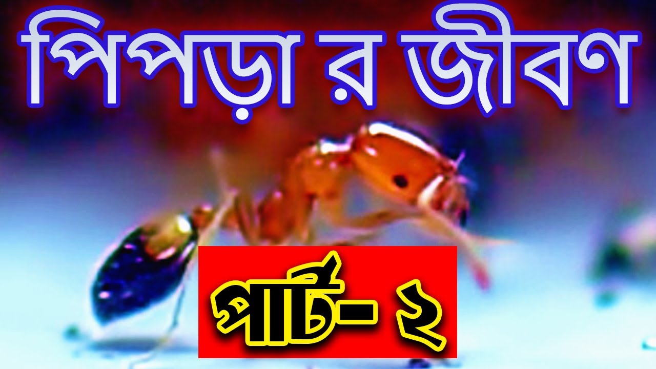 Pipra Jibon Part 2 | Macro Video | Dr Lony Creative Video - YouTube
