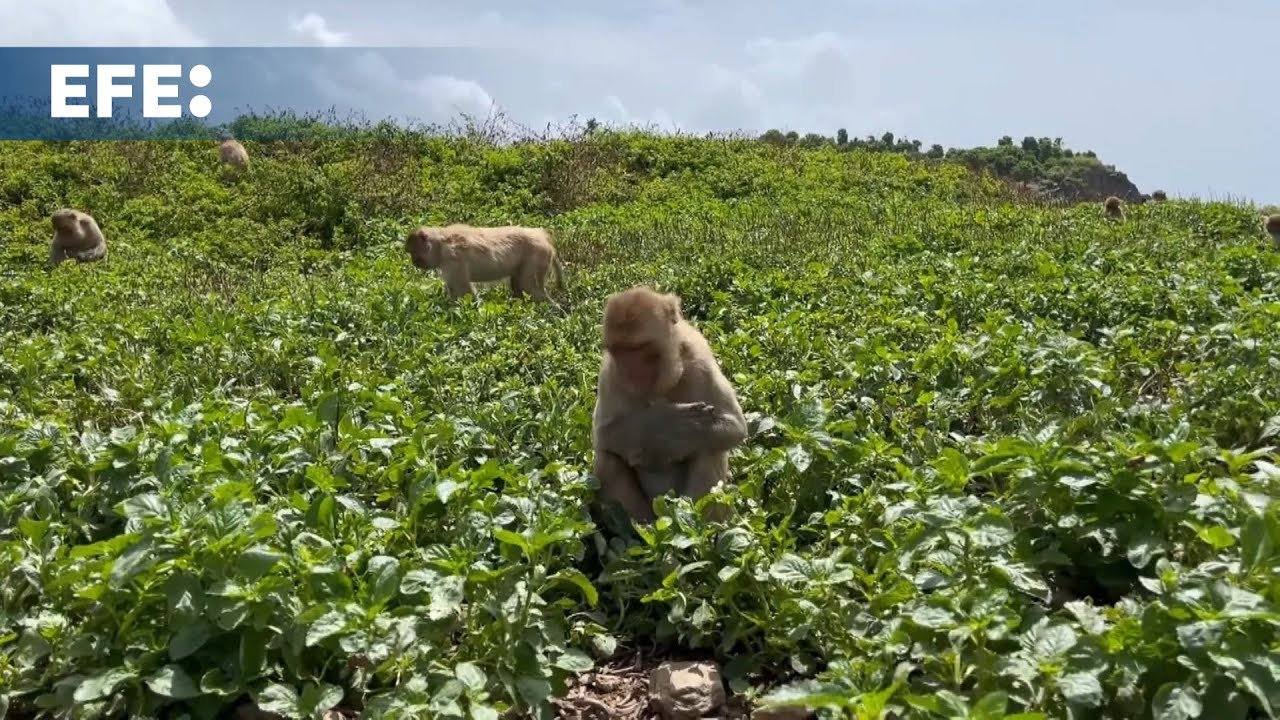 Científicos descubren que tras la devastación del huracán María en ...