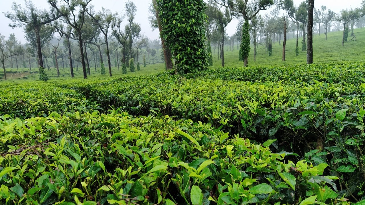 Pooppara | A Scenic Road Drive from Munnar | Kerala Idukki's Must Visit ...
