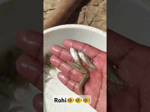 #fish rohi - YouTube