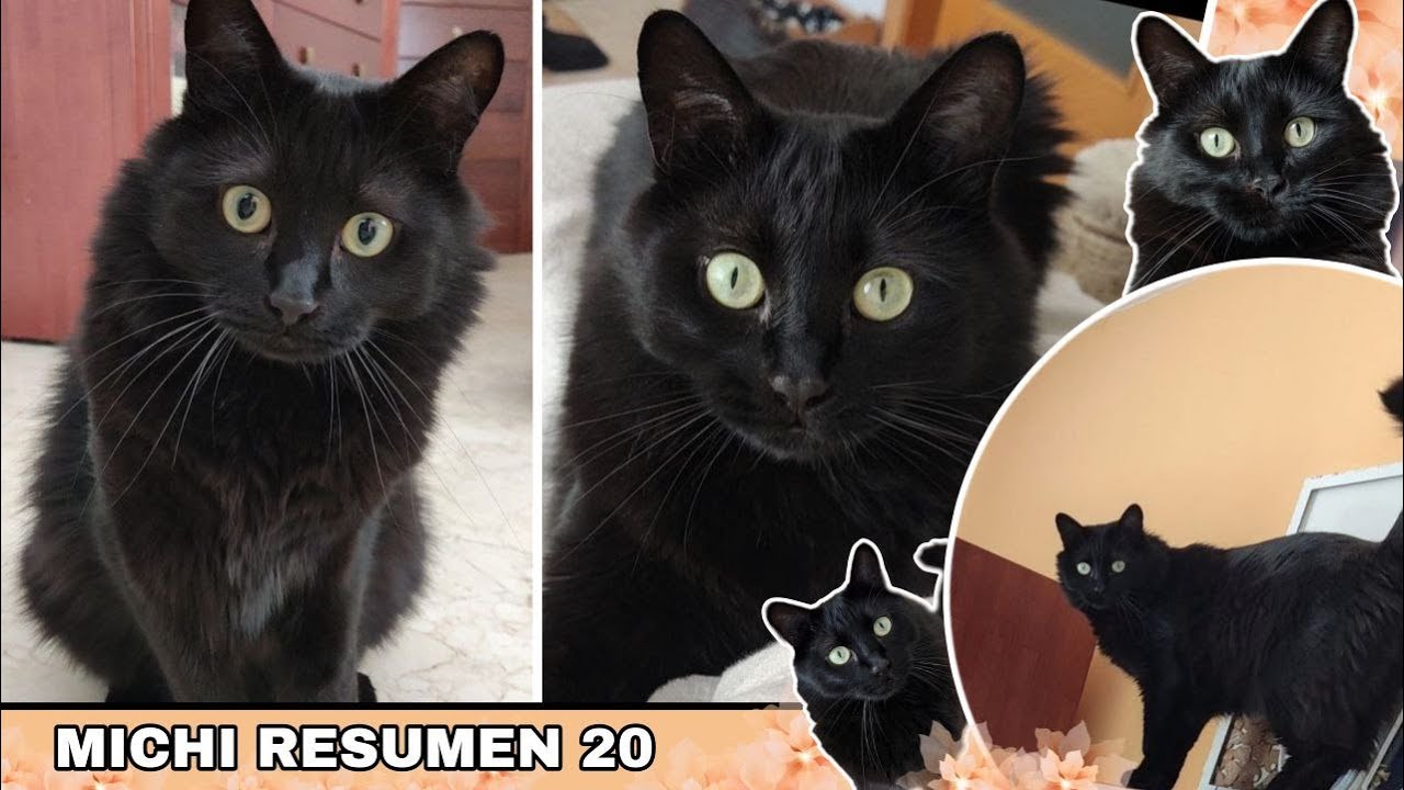 Michi resumen 20 Recopilatorio de la semana - YouTube