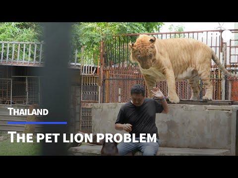 Thailand's pet lion problem sparks concern amongst conservationists | AFP