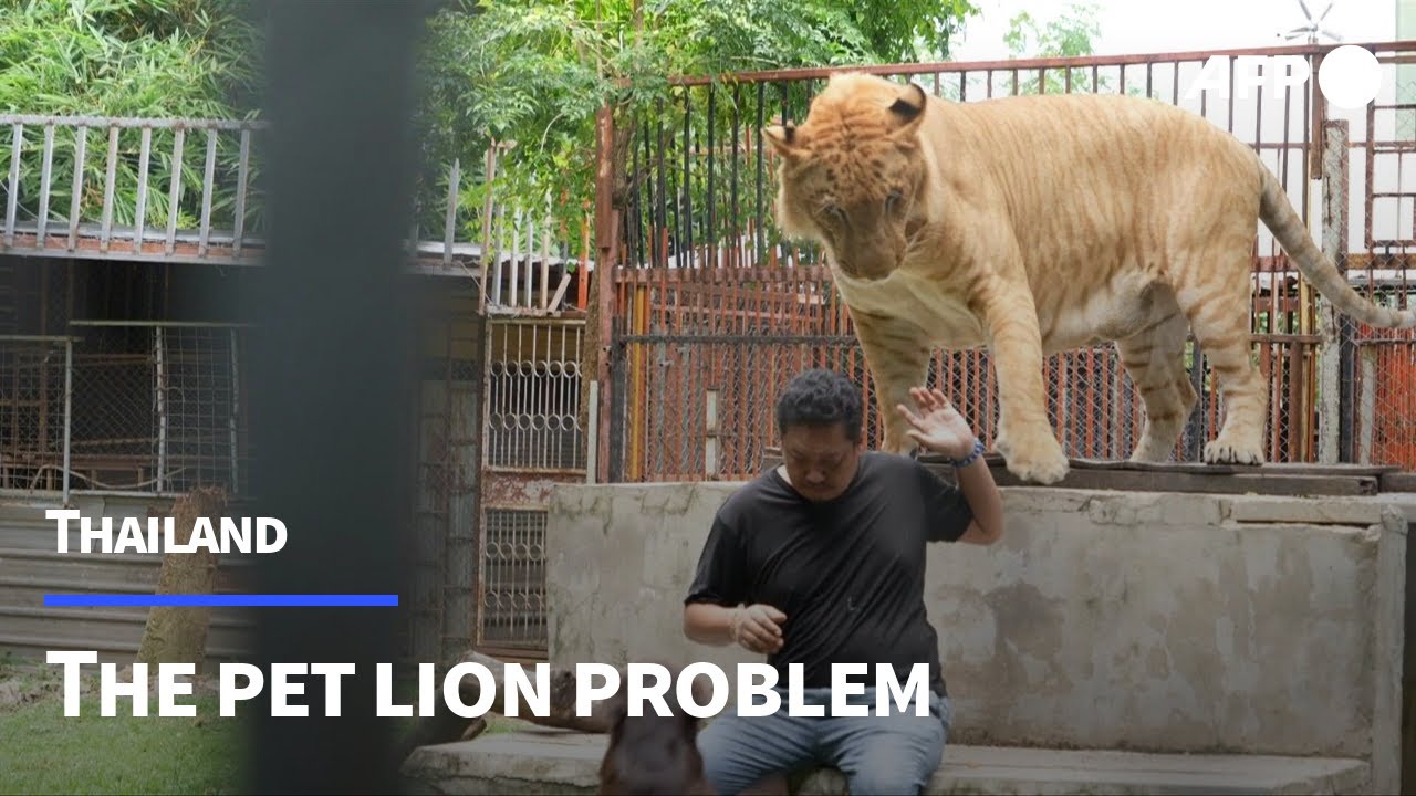 Thailand's pet lion problem sparks concern amongst conservationists ...