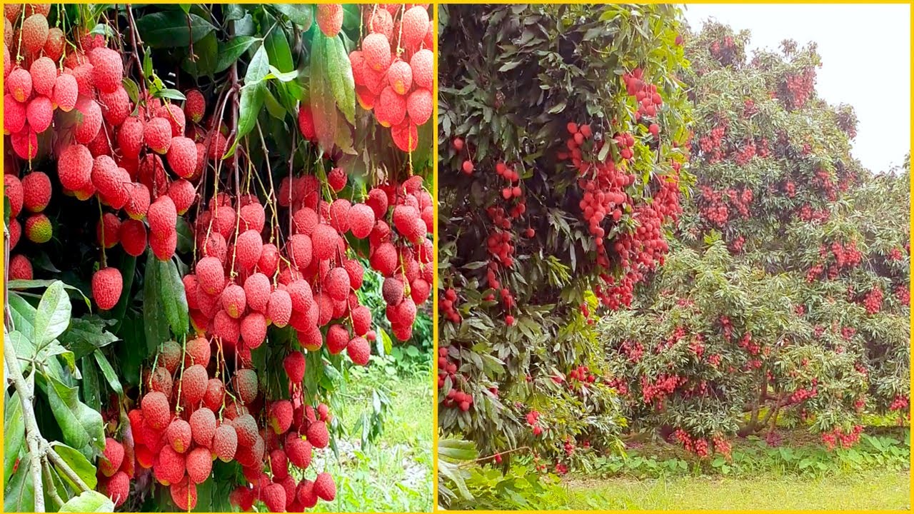 Litchi Garden in Bangladesh | লিচু বাগান | Proma Rahman - YouTube