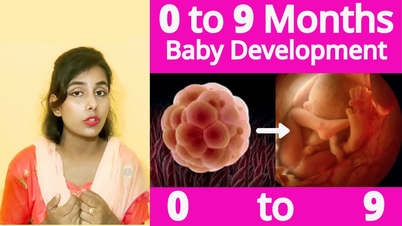 Fetal Development in womb 0 to 9 months baby growth. Baby growth from 0 ...