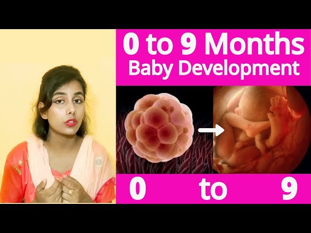 Fetal Development Month 9