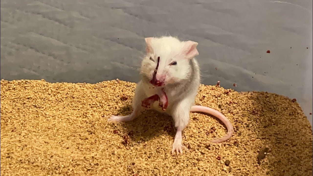 Venomous snake Striking Compilation with BLOOD!!!!!!!! - YouTube