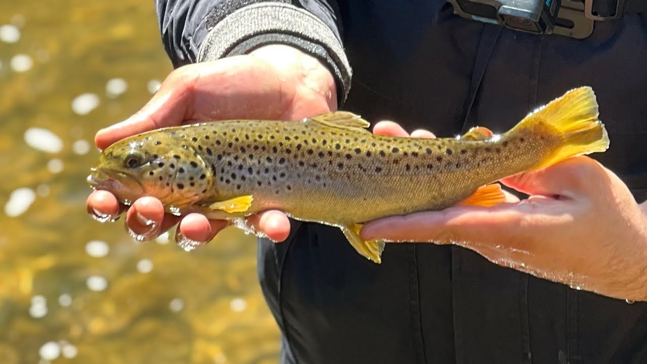 Amazing bug hatch led to an awesome day fishing for trout! #fishing # ...