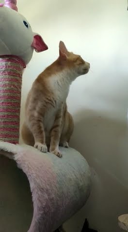 Kitten Mani is waiting for his forever home with looots of love 🏠 ️ ...