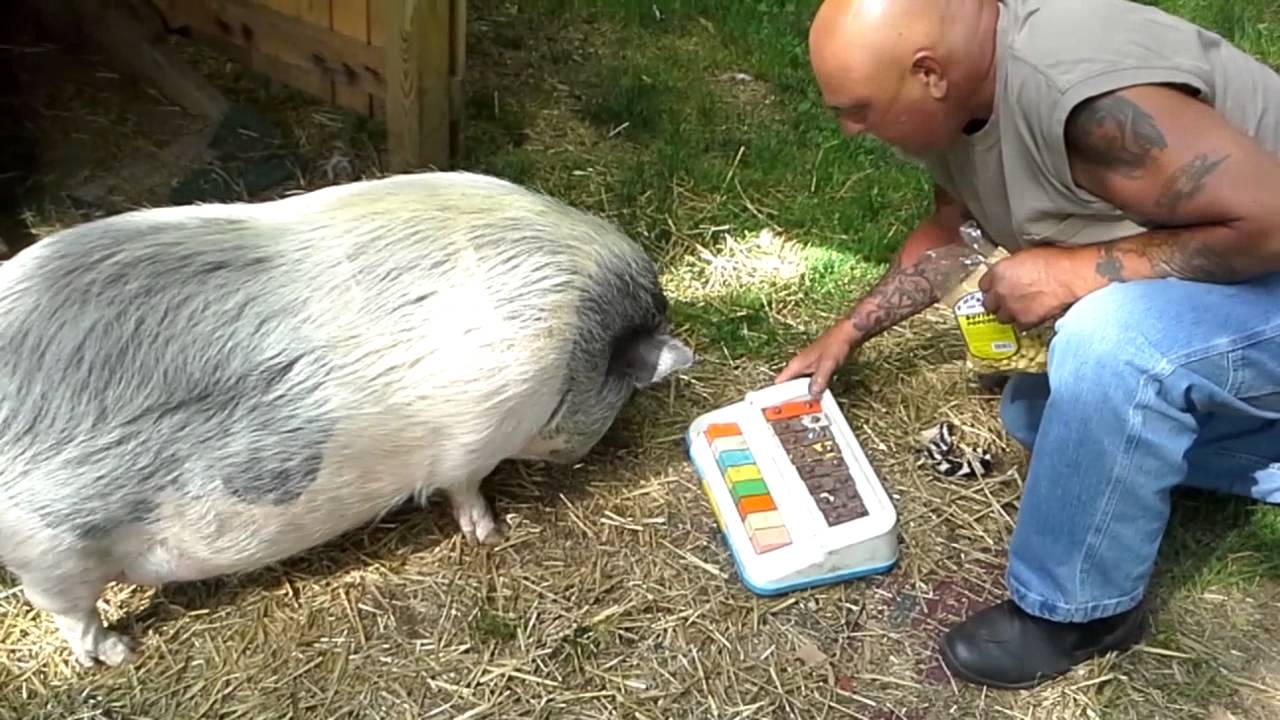 Potbelly pig's amazing tricks - YouTube