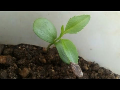 Apple seed Germinate easy process South Indian - YouTube