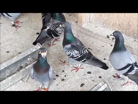 2019 Young Racing Homers - YouTube