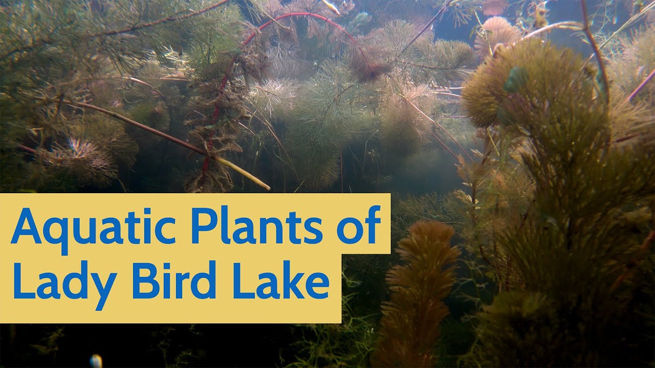 Aquatic Plants of Lady Bird Lake - YouTube