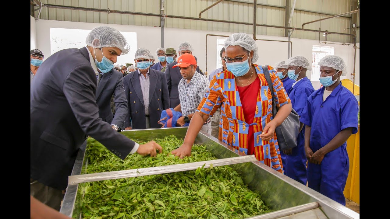Minister Mukeshimana inaugurates Rugabano Tea Factory | 29 August 2019 ...