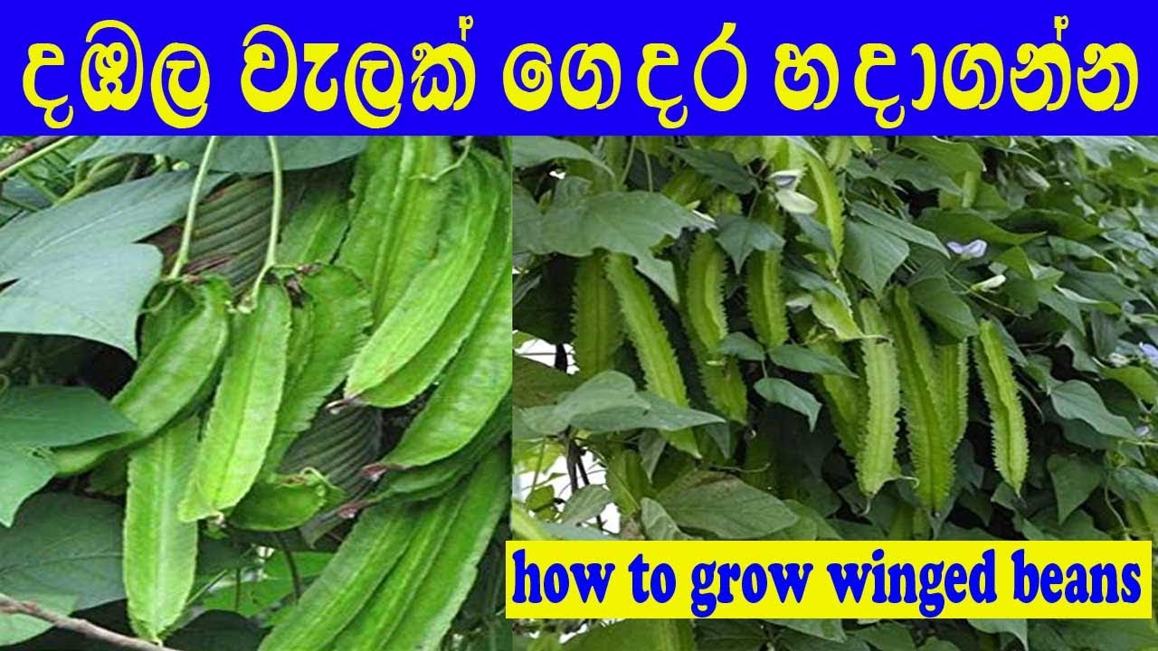 Gahakola -පොහොර ඕන නෑ. දඹල වැලක් ගෙදර හදාගන්න | how to grow winged ...