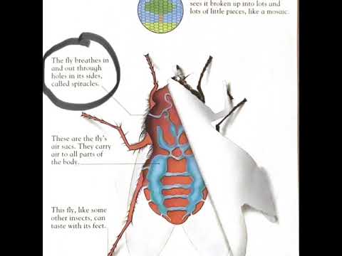 "What's Inside? Flies and Stick Insects" read by Mrs. Jankovich - YouTube