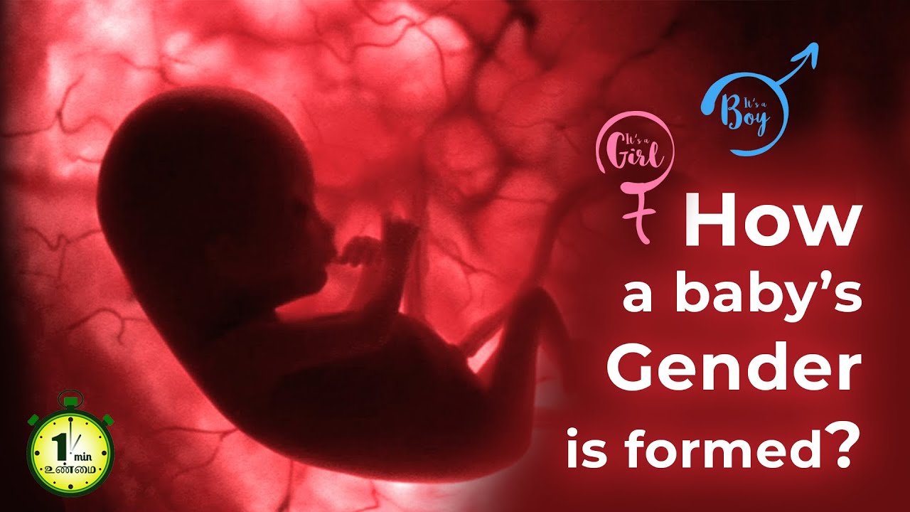 How a baby’s gender is formed? குழந்தையின் பாலினம் எப்படி ...